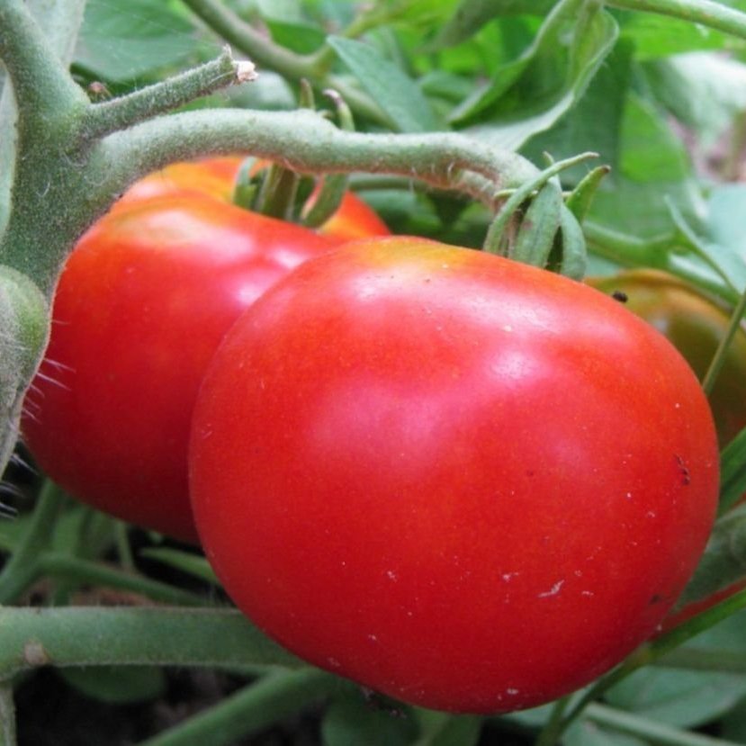 Tomato Moneymaker - Buy Tomato Seeds – The Seed Store (India)